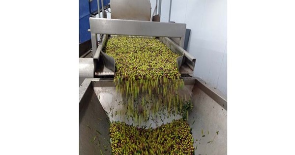 Ελαιοραβδιστικά μηχανήματα - Συλλογή ελιάς - Μάζεμα ελιών - Ελαιοσυλλογή