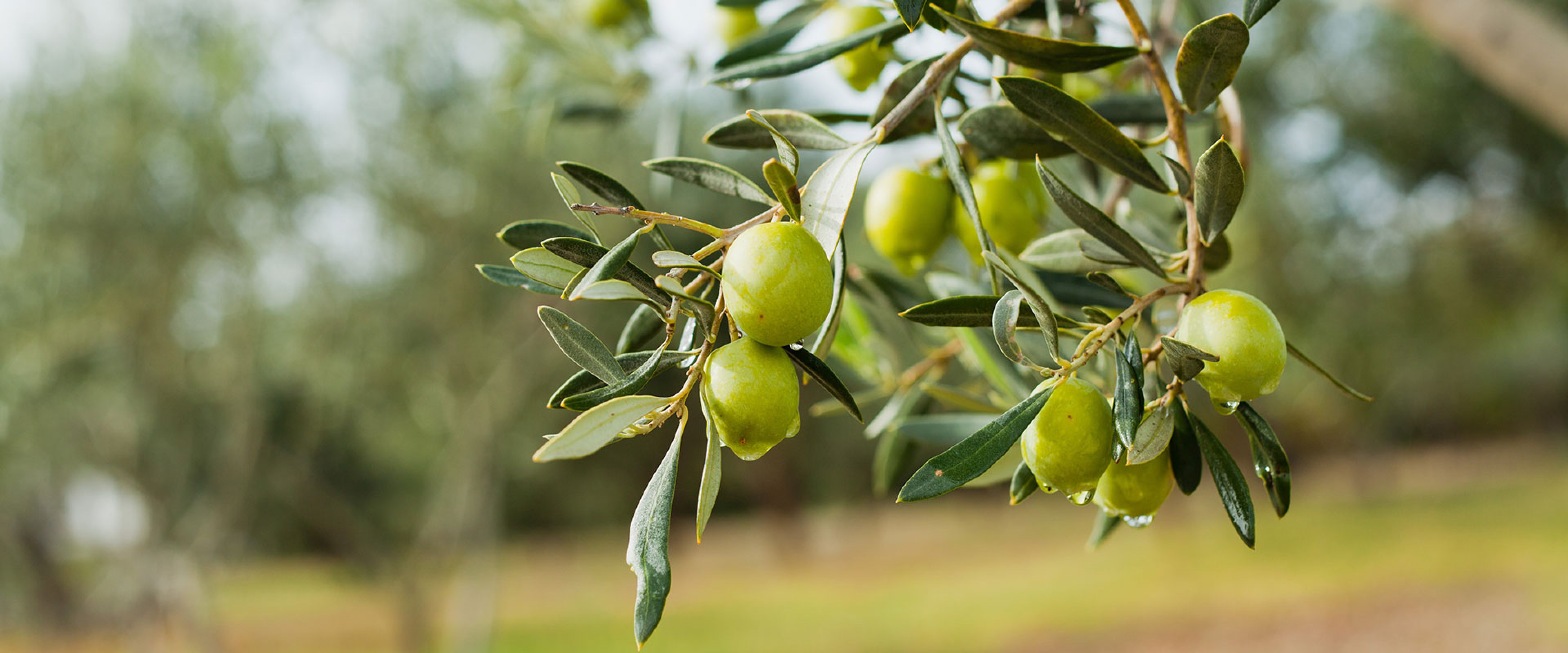 Γεωργικά – Αγροτικά & Κηπευτικά Μηχανήματα | ΚΥΔΩΝΑΚΗΣ